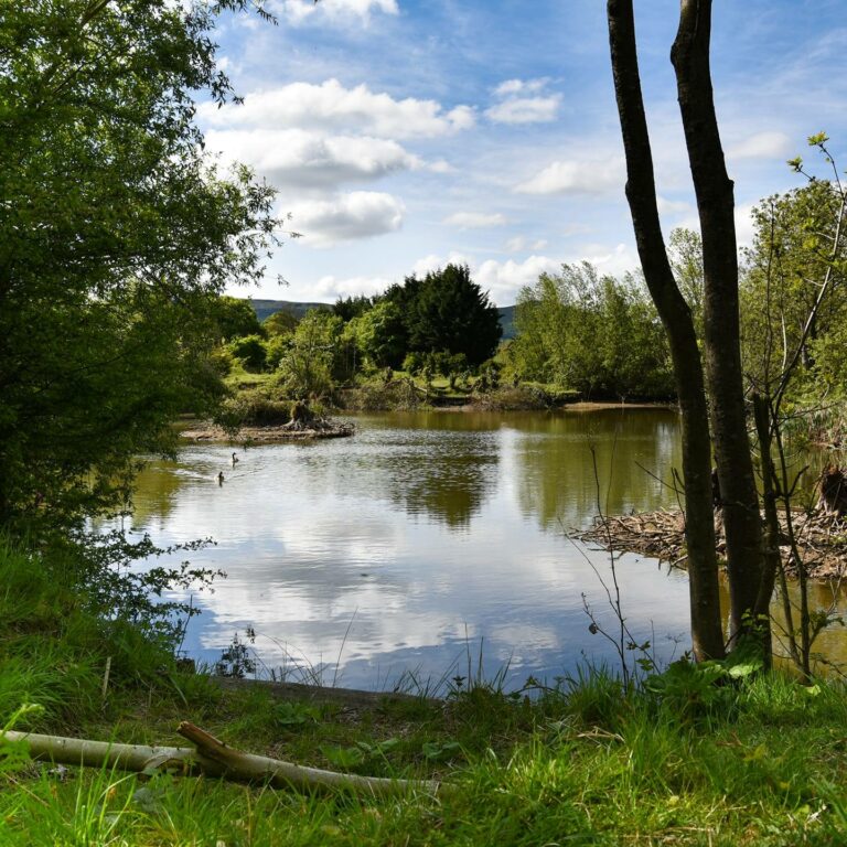 Bakers Pond (Yorkshire) - Day Ticket Lakes