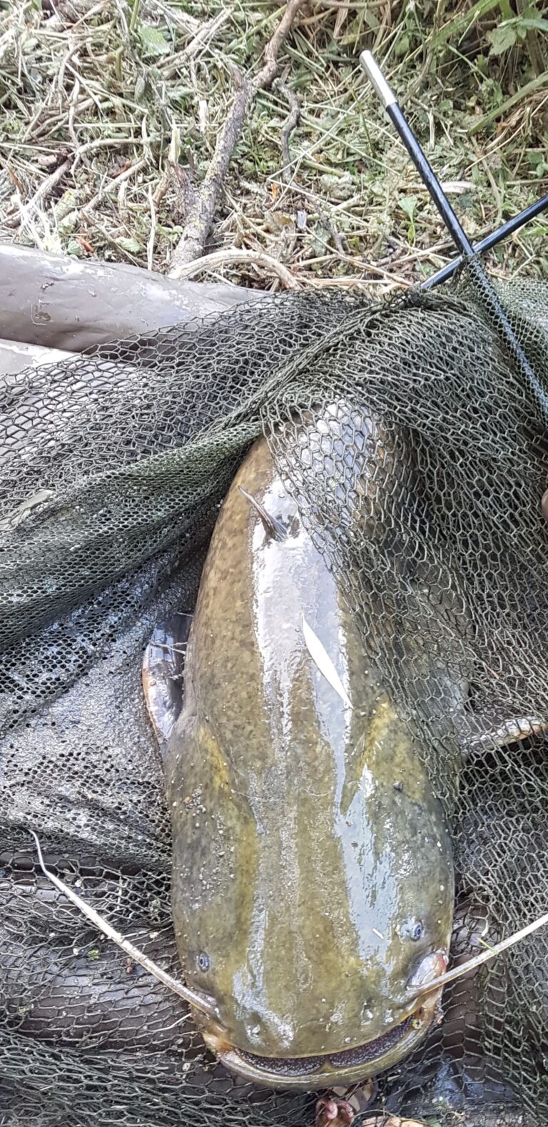 Marks Hall Fishery (Essex) - Day Ticket Lakes