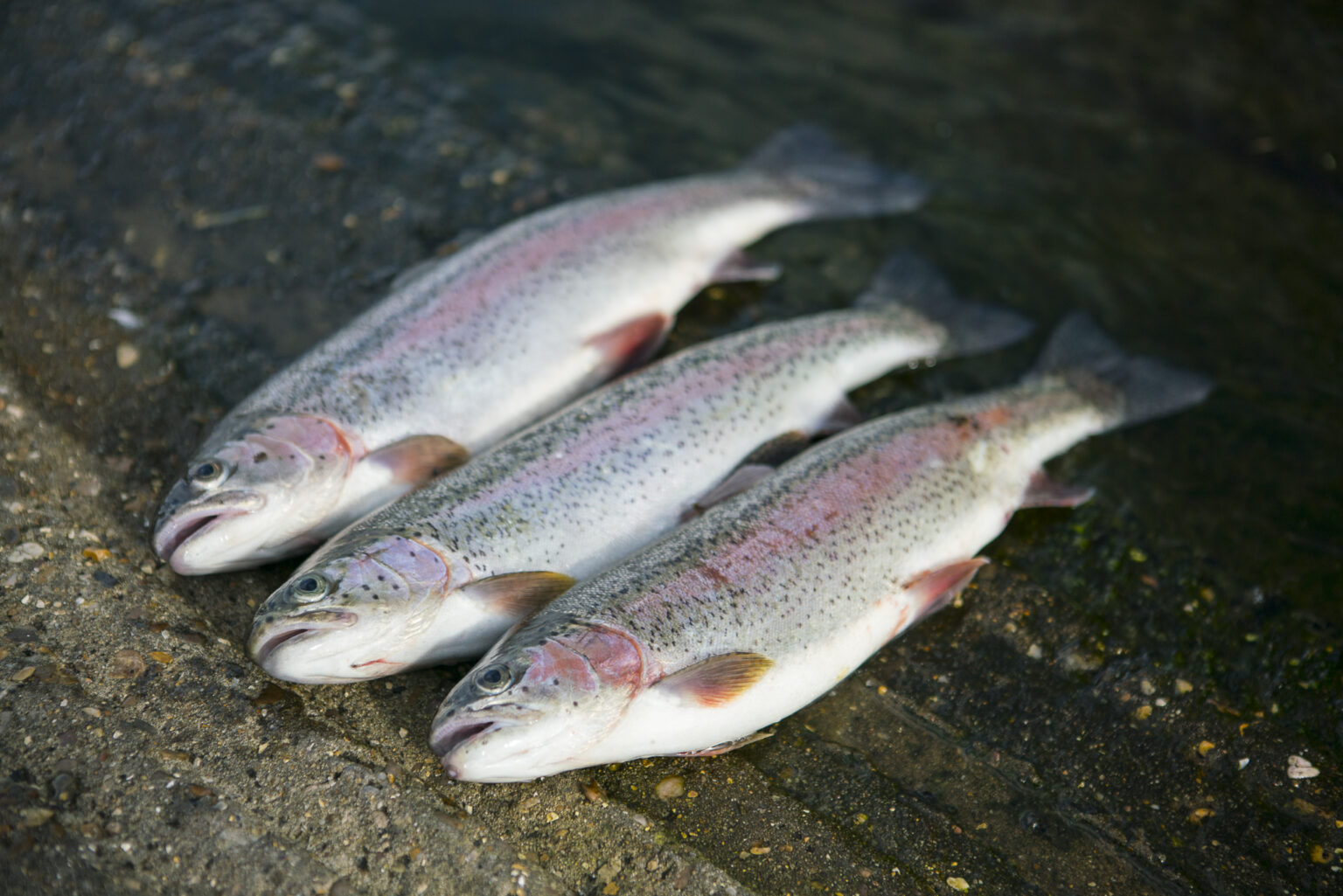 Toft Trout Fishery (Lincolnshire) - Day Ticket Lakes
