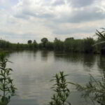 Fishing Lakes in Norfolk - Day Ticket Lakes