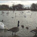 Ash Ponds (Somerset) - Day Ticket Lakes